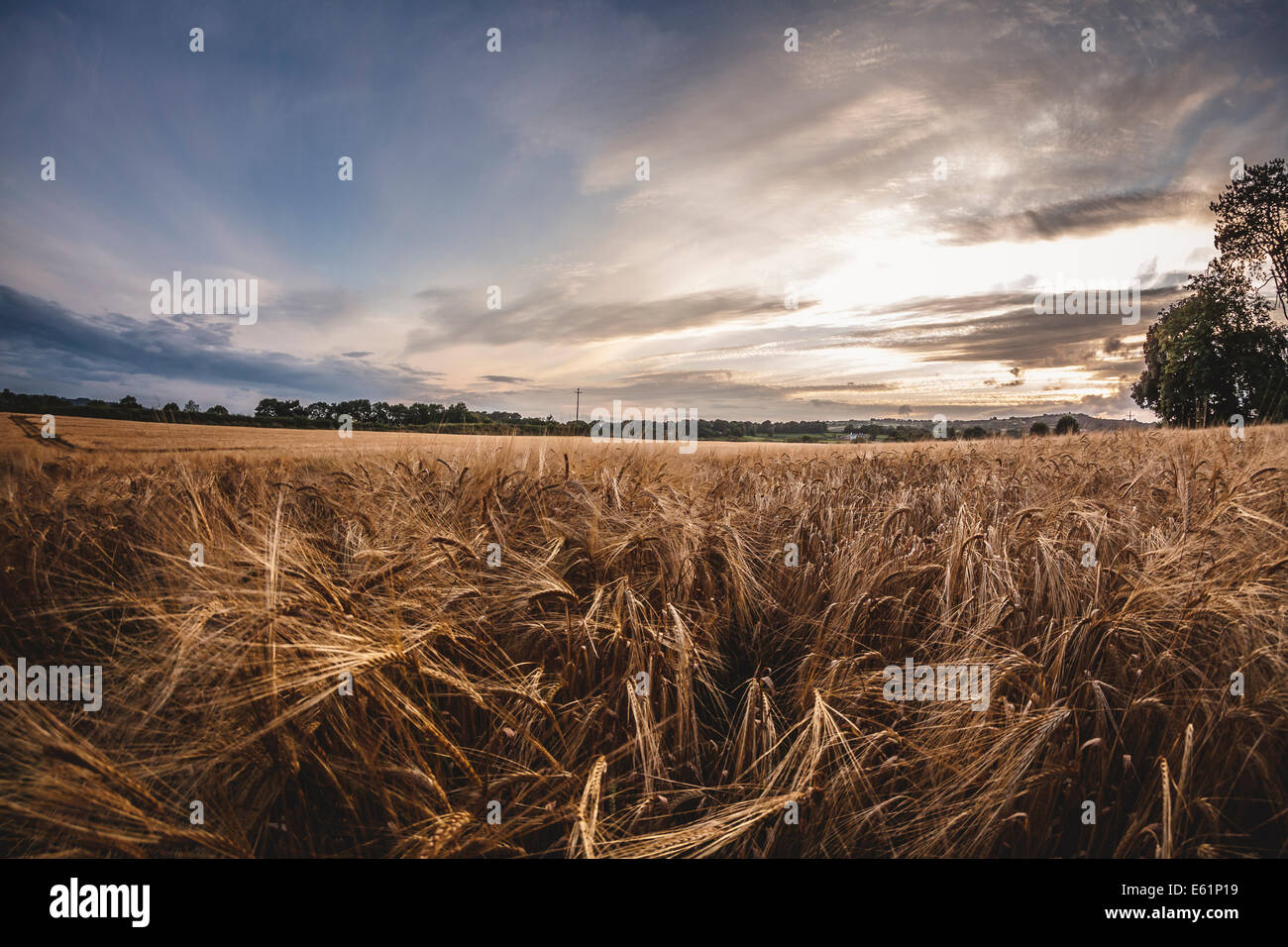 Crops ready for harvest hi-res stock photography and images - Alamy