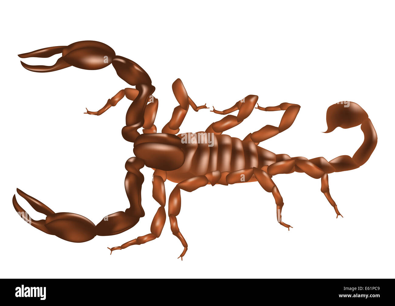 euscorpius isolated on a white Stock Photo - Alamy