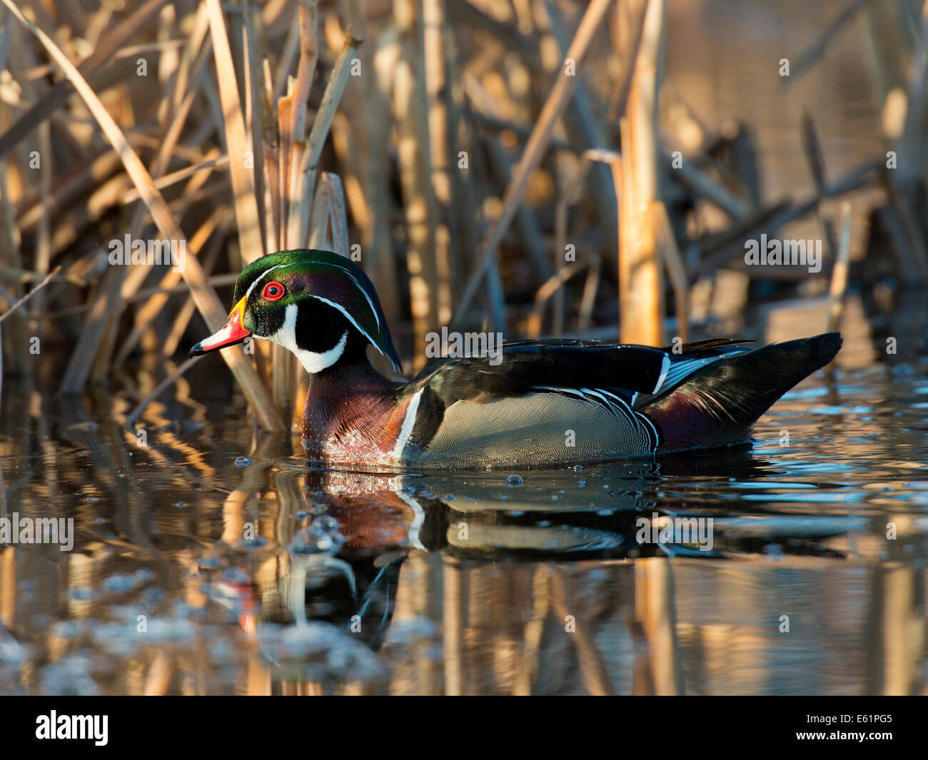 A drake Wood Duck on a Minnesota Marsh in the spring Stock Photo - Alamy