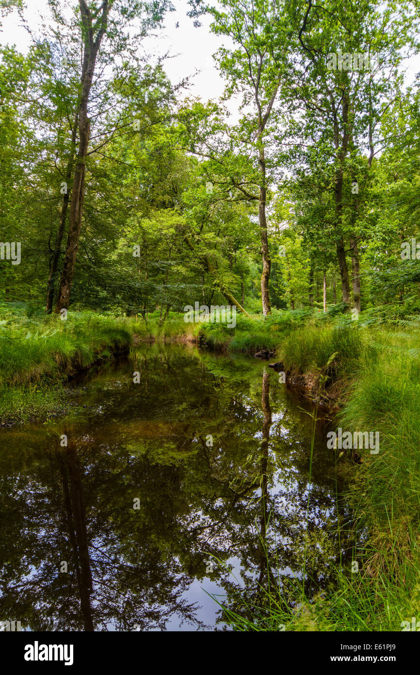 New woodlands hi-res stock photography and images - Alamy