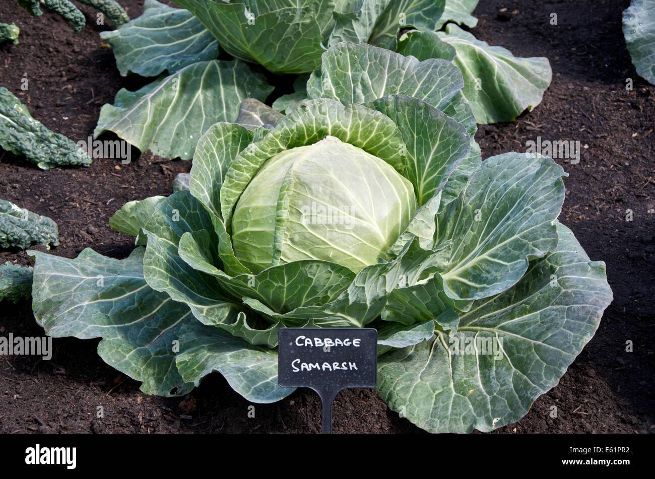 Cabbage label hi-res stock photography and images - Alamy