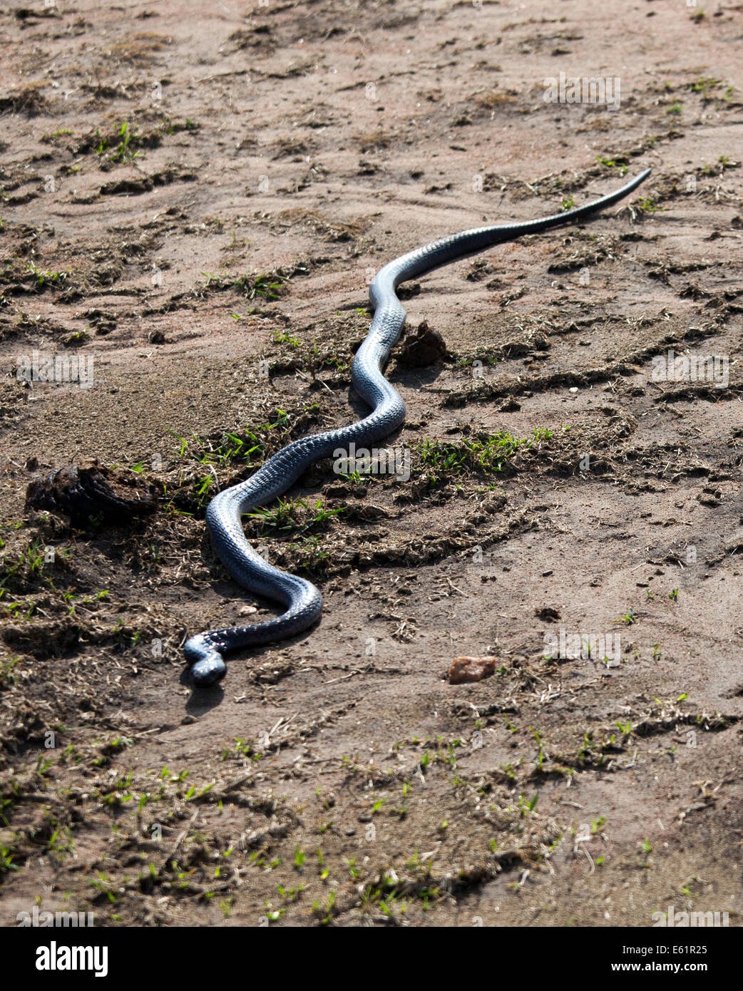 snake in the Masai Mara Stock Photo - Alamy