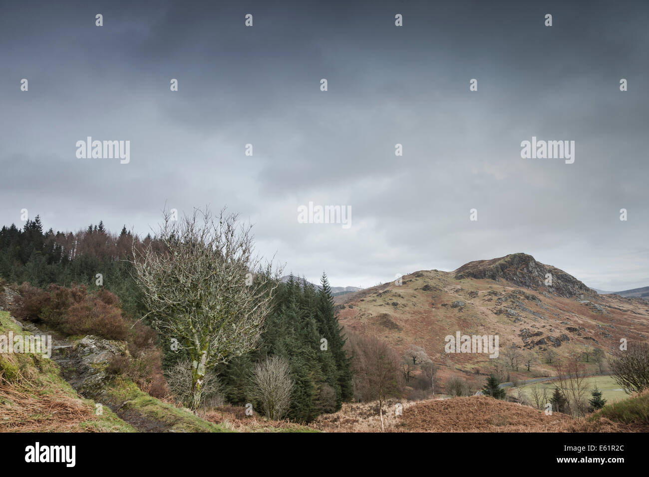 View from Talnotry in the Galloway Forest Park in Scotland Stock Photo ...