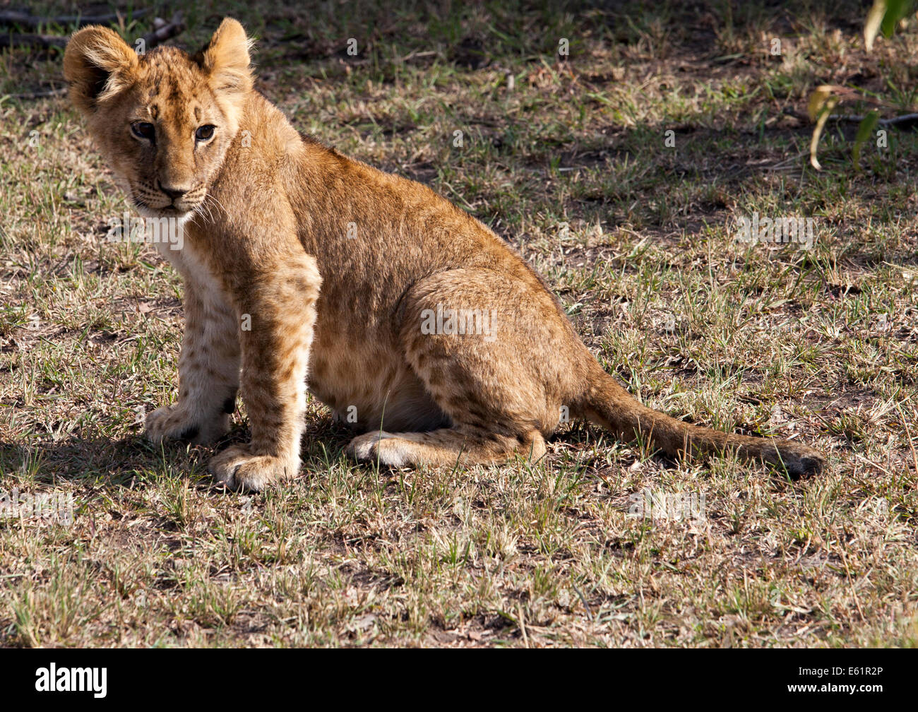 Serengeti lion cub hi-res stock photography and images - Alamy