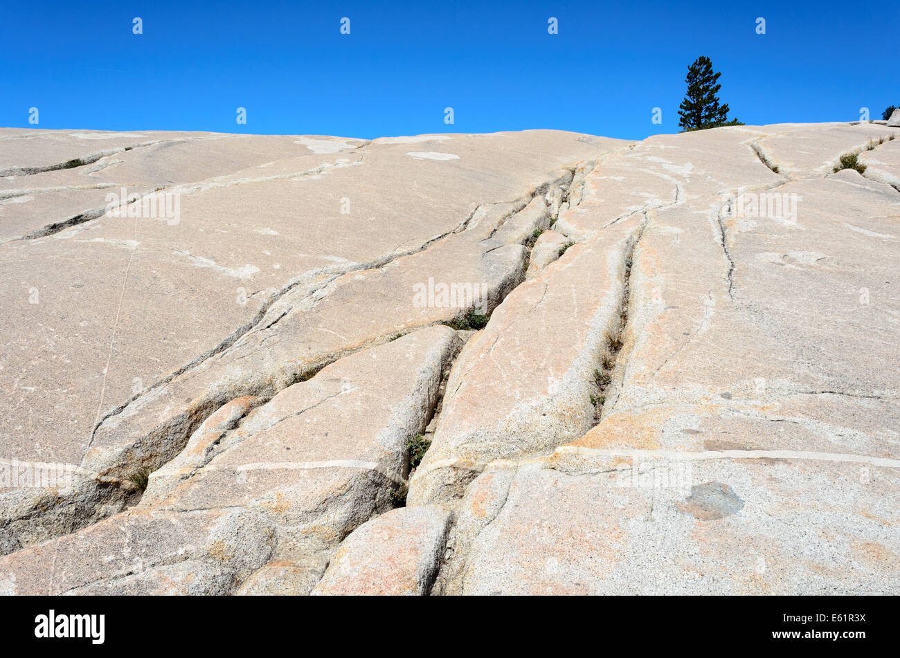 Flat granite rocks with cracks, shaped by glaciers, and a lonesome tree ...