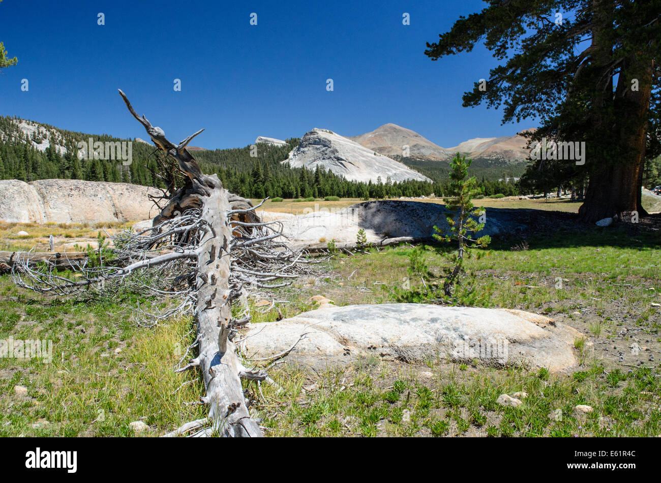 Fallen dead tree trunk in Tuolumne Meadows, with Lembert Dome in the ...
