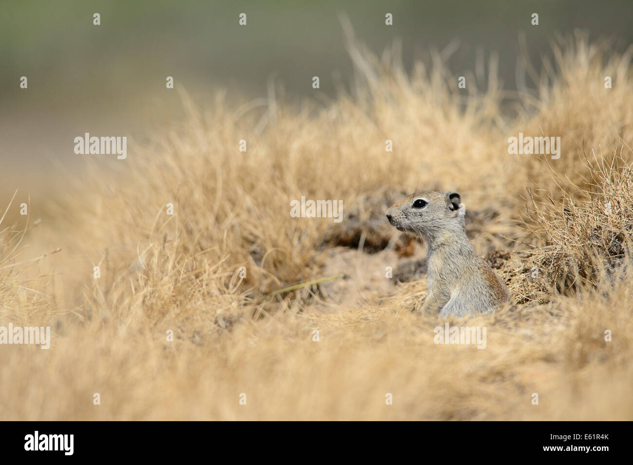Belding's ground squirrel, Tuolumne meadows, Yosemite NP Stock Photo ...