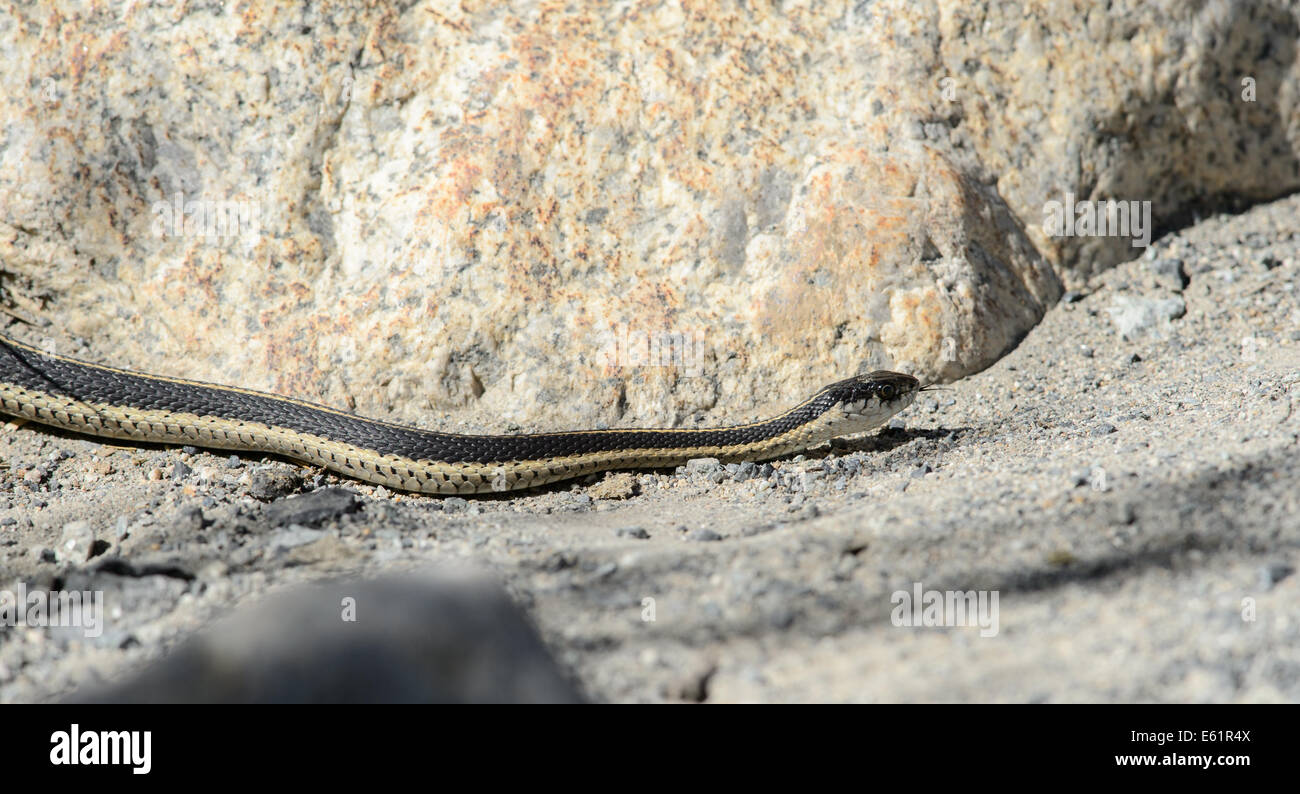 [Mountain Garter snake - Thamnophis elegans elegans), Tuolumne Meadows ...