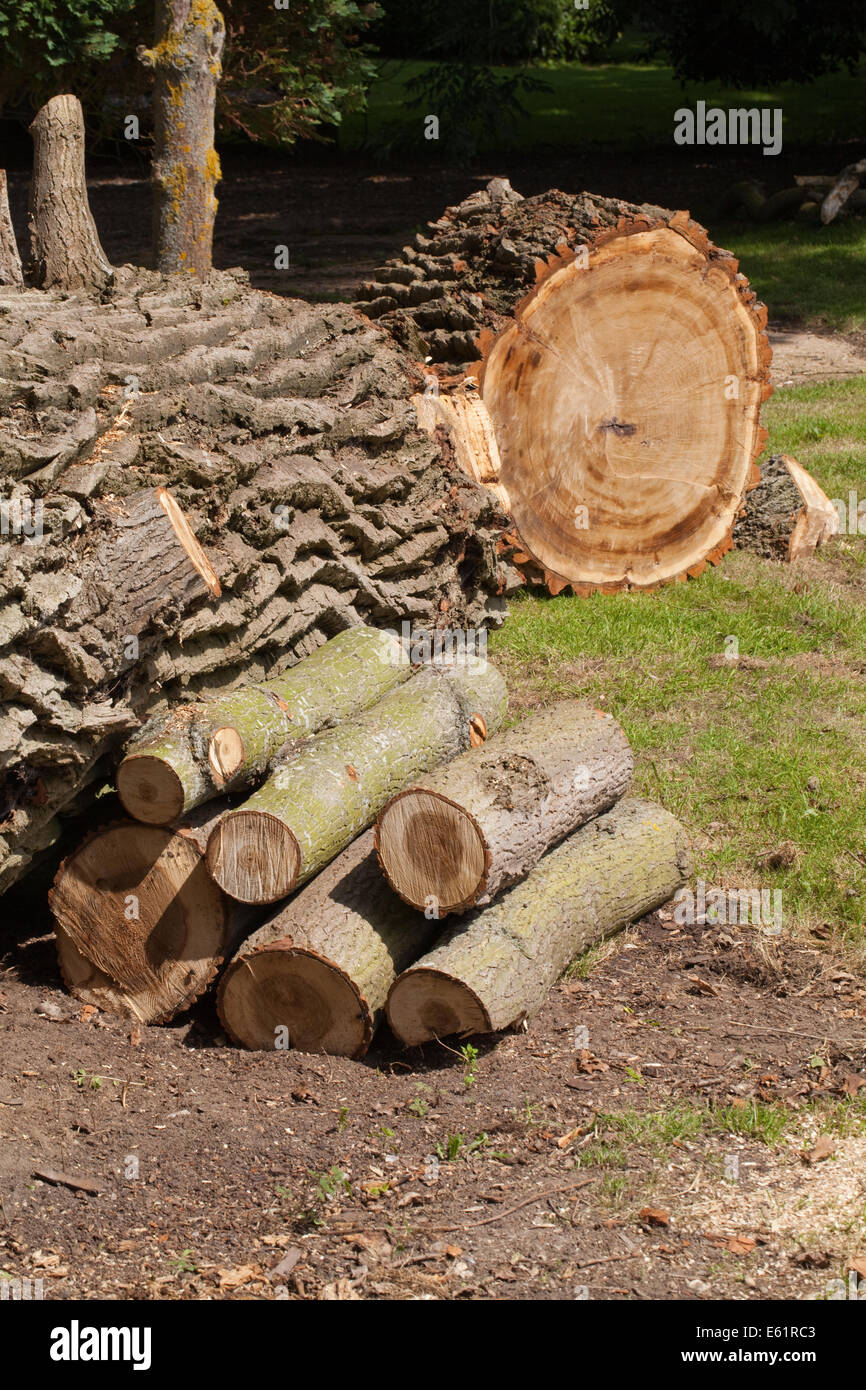 Black Poplar (Populus nigra). Cross section of a recently fallen trunk ...
