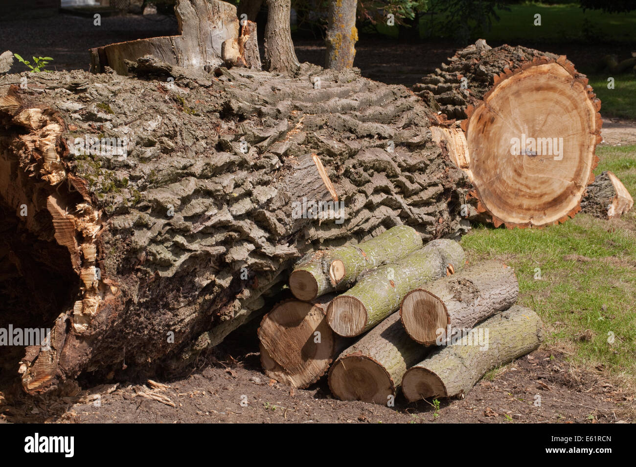 Black Poplar (Populus nigra). Cross section of a recently fallen trunk ...