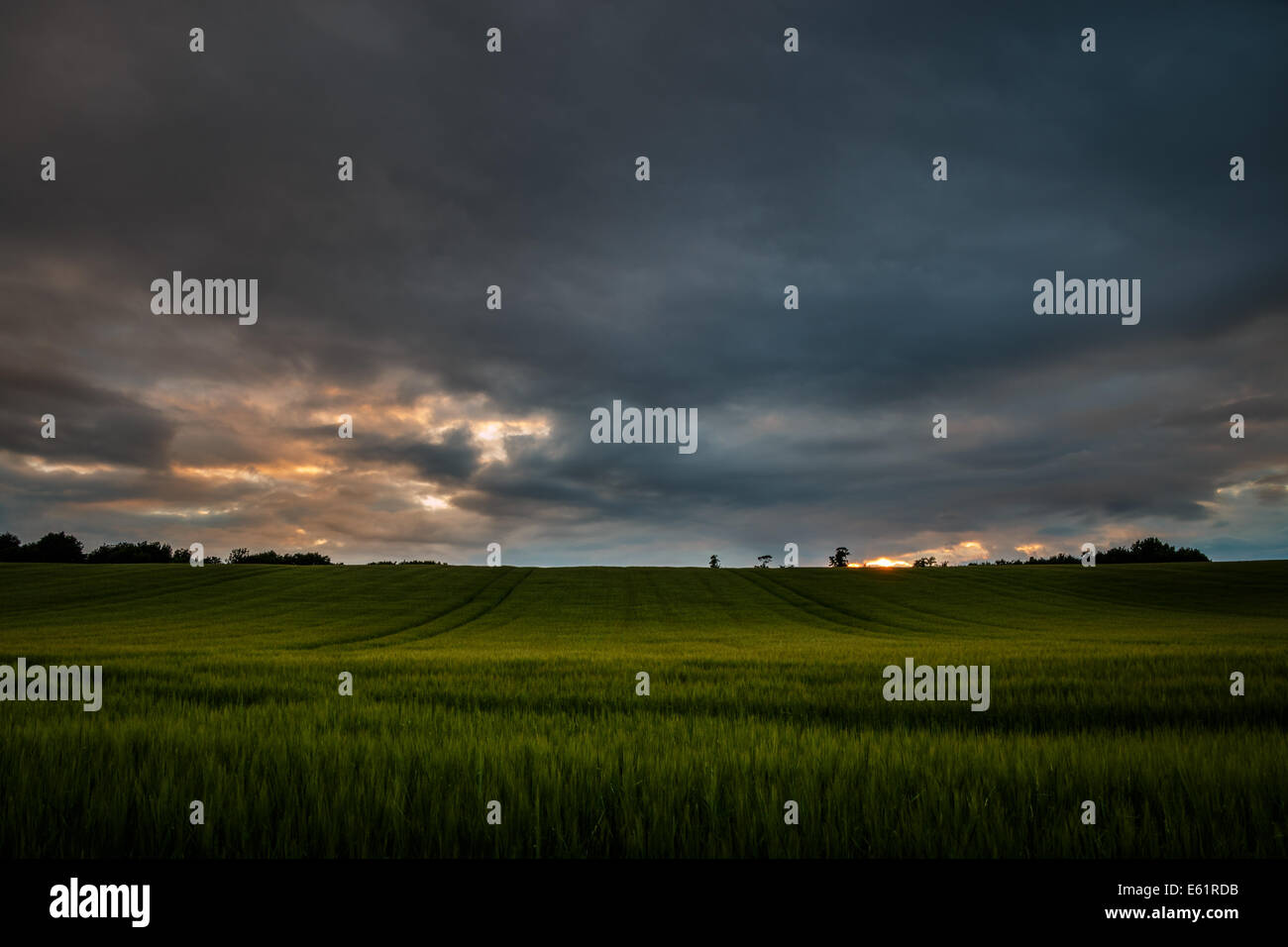 Sunset over wheat field in Scotland Stock Photo - Alamy