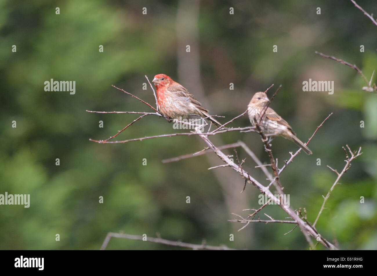 house finch male and female Stock Photo - Alamy