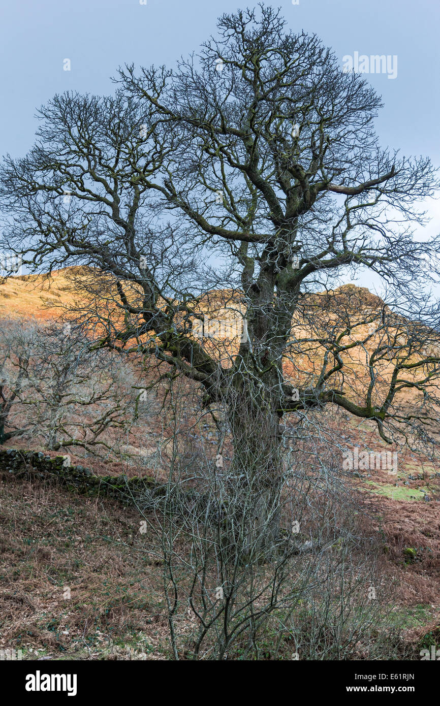 Stunted Tree Stock Photos & Stunted Tree Stock Images - Alamy