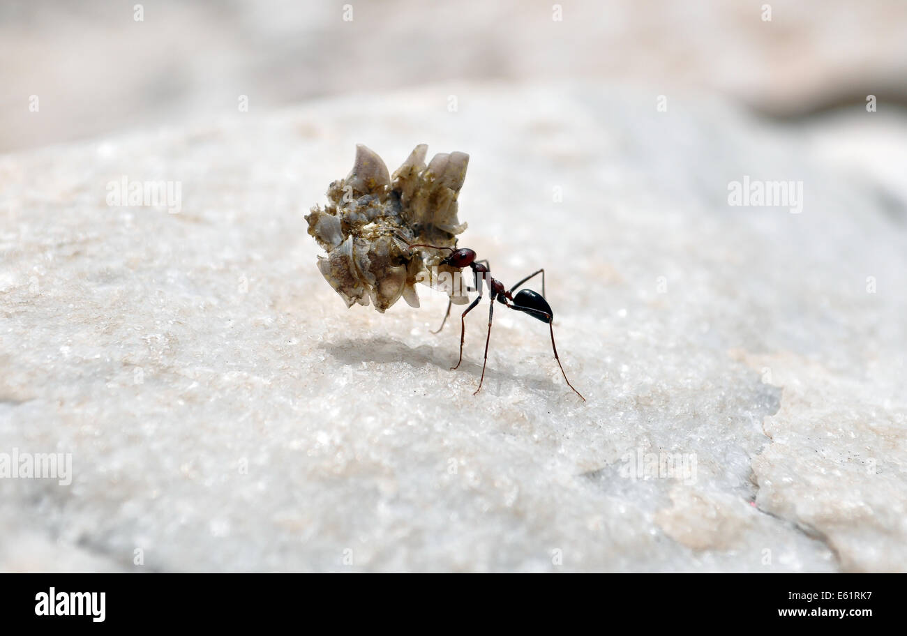 Ant carrying object twice its size turkey Stock Photo - Alamy