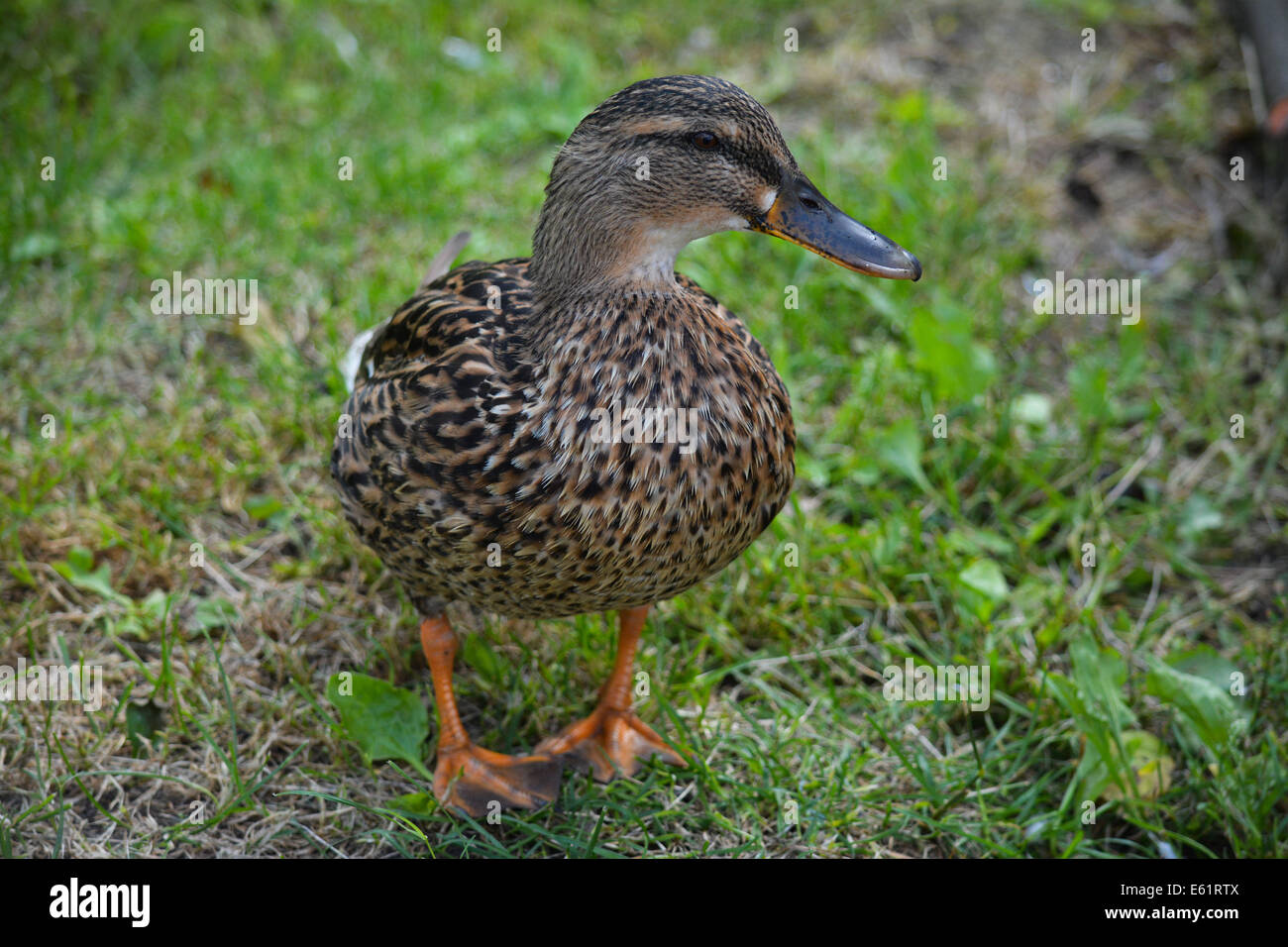 Duck grass hi-res stock photography and images - Alamy