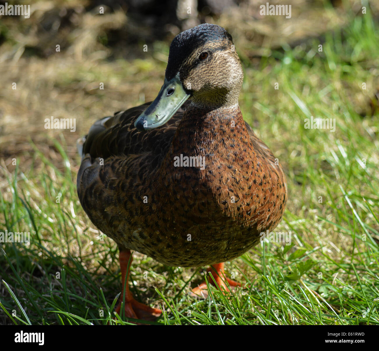 Duck grass hi-res stock photography and images - Alamy