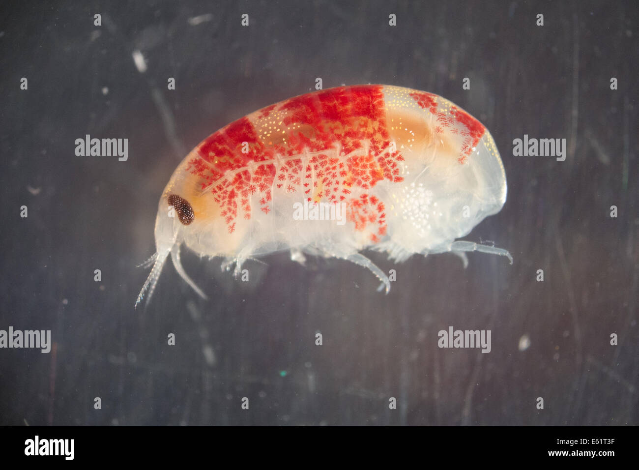 Amphipod from the waters around Disko Island in Greenland Stock Photo ...