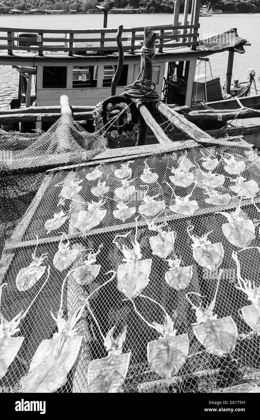 Dried squid in the sun in traditional way on fisher nets in Thailand ...