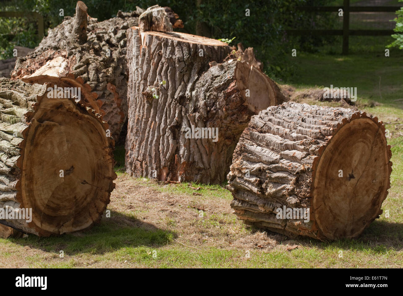 Black Poplar (Populus nigra). Cross sections of a recently fallen trunk ...