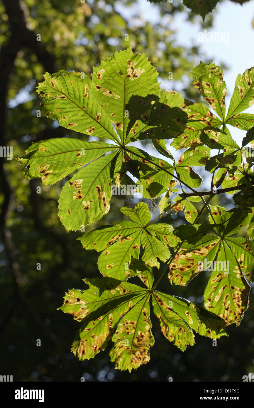 Guignardia hi-res stock photography and images - Alamy