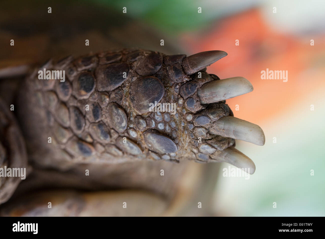 Mediterranean Spur-thighed Tortoise (Testudo graeca). Left fore limb ...
