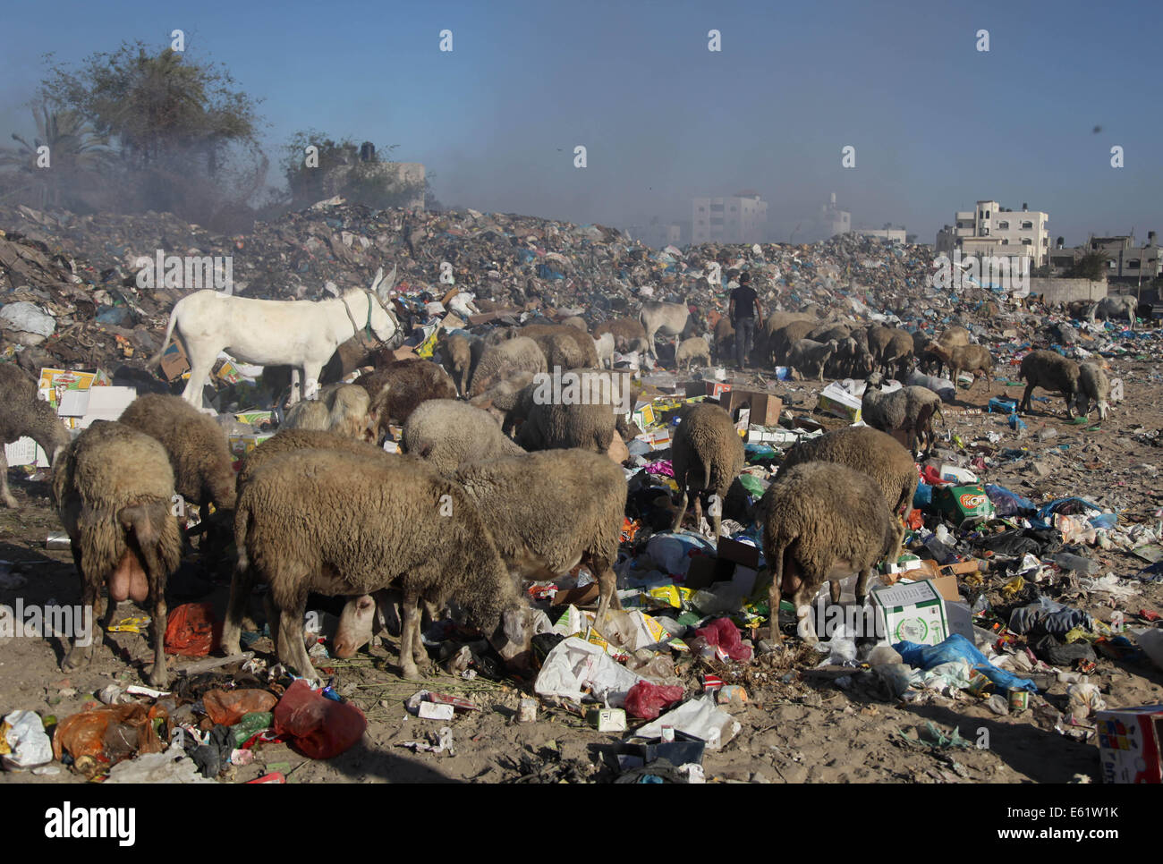 Gaza Strip. 11th Aug, 2014. Sheep eat living waste on a street in Gaza ...
