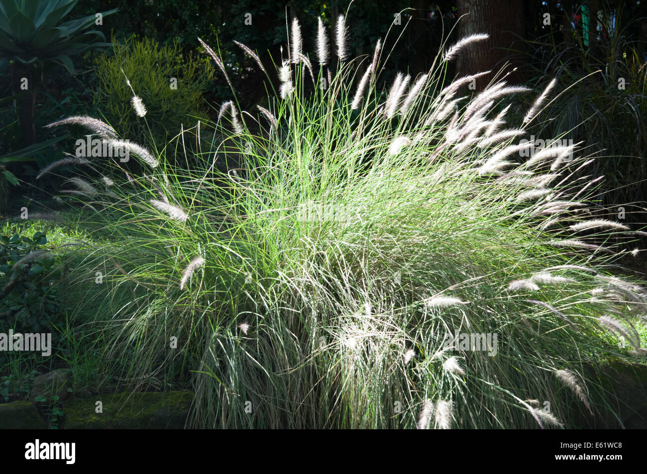 Grasses and light hi-res stock photography and images - Alamy