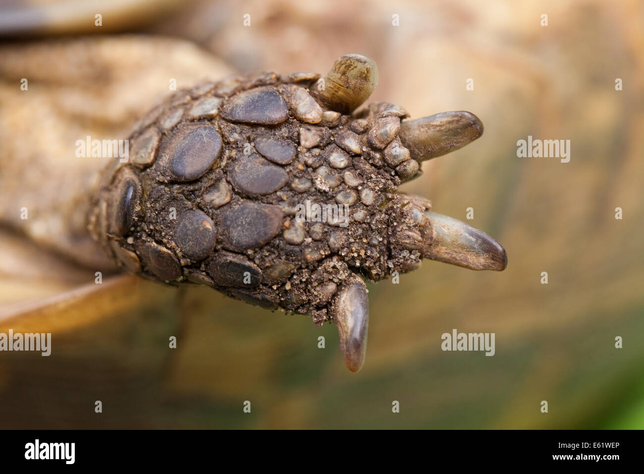 Mediterranean Spur-thighed Tortoise (Testudo graeca). Left hind limb ...