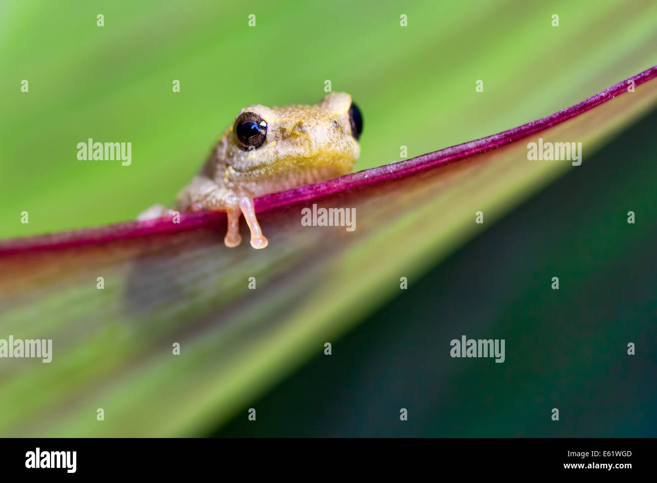 Reed frogs hi-res stock photography and images - Alamy