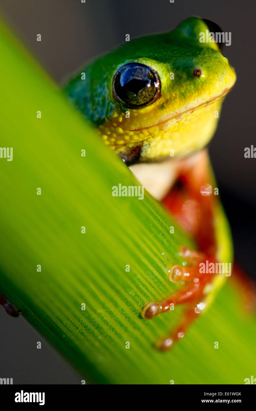 Reed frogs hi-res stock photography and images - Alamy