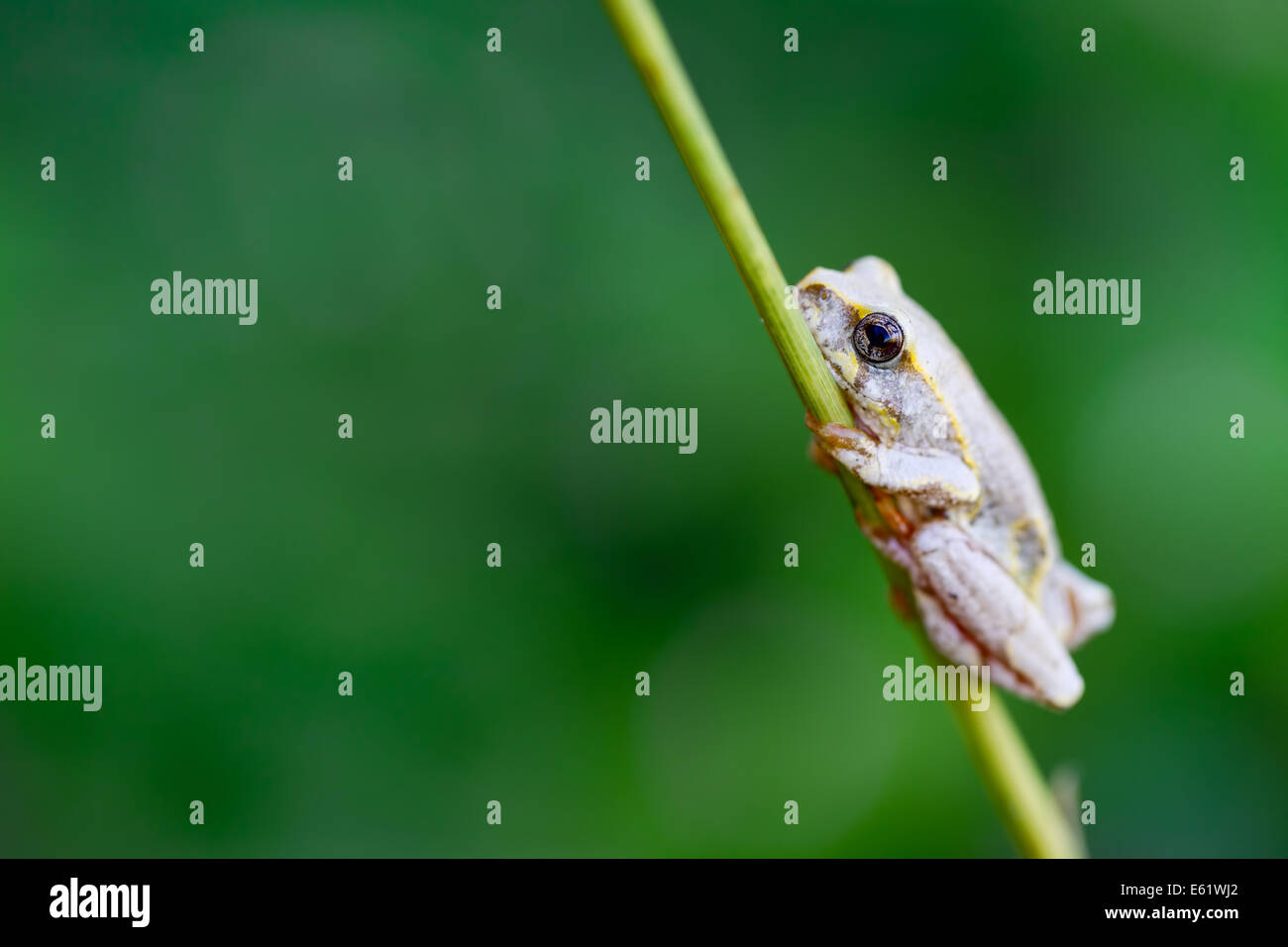 Reed frogs hi-res stock photography and images - Alamy
