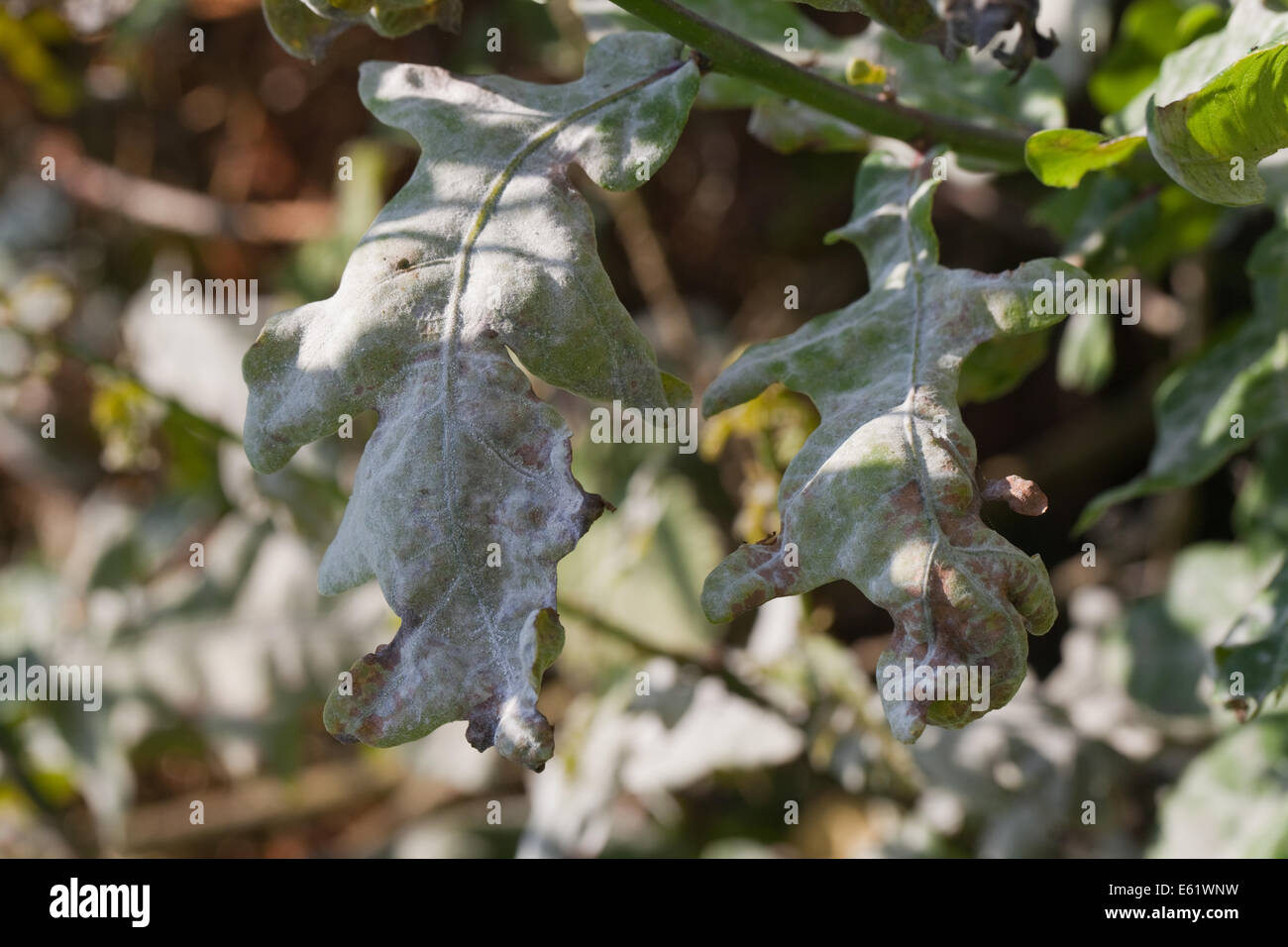 Oak powdery mildew hi-res stock photography and images - Alamy