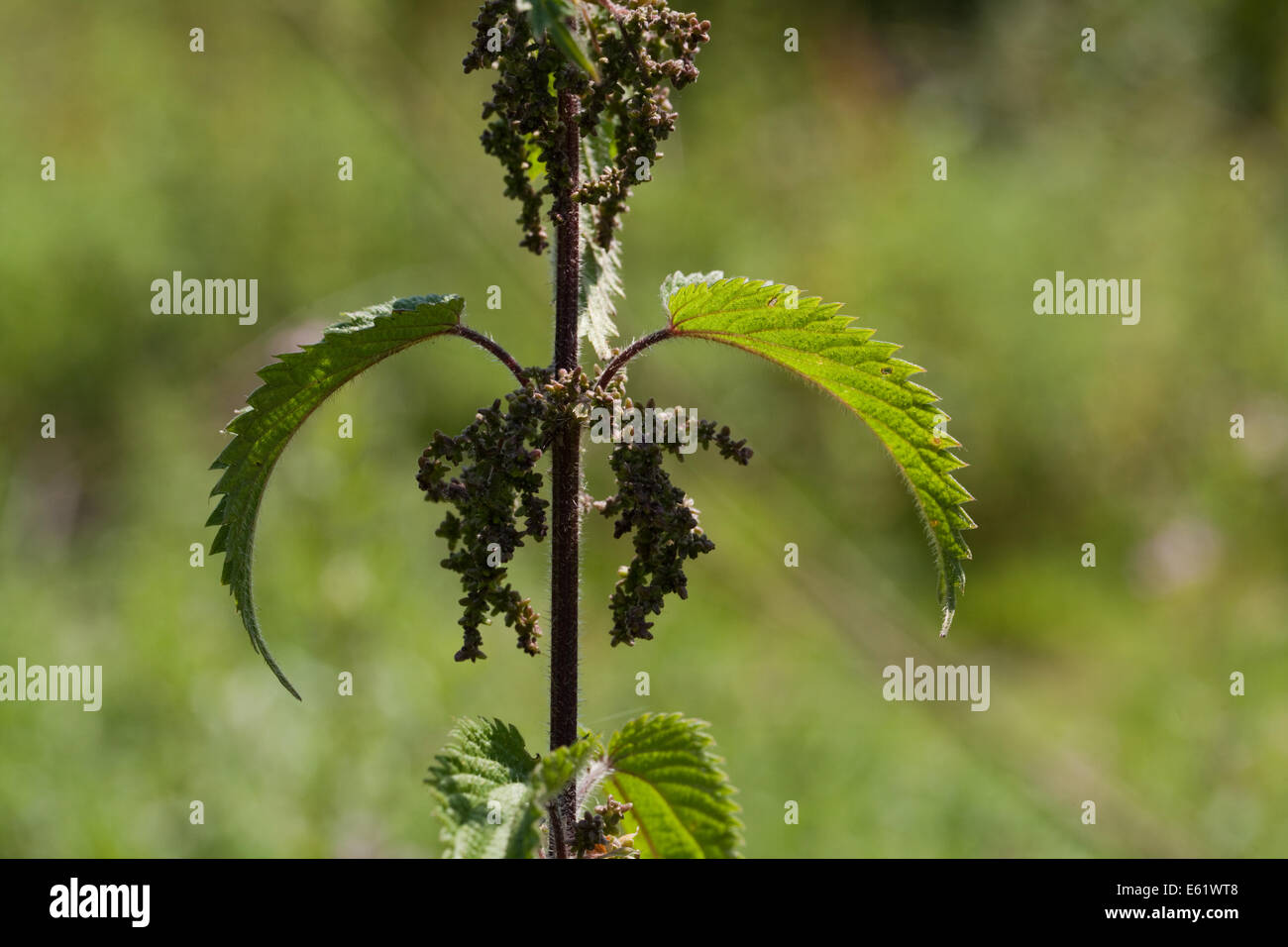 Stinging Nettle (Urtica dioica). Stem with leaves and female flowers ...
