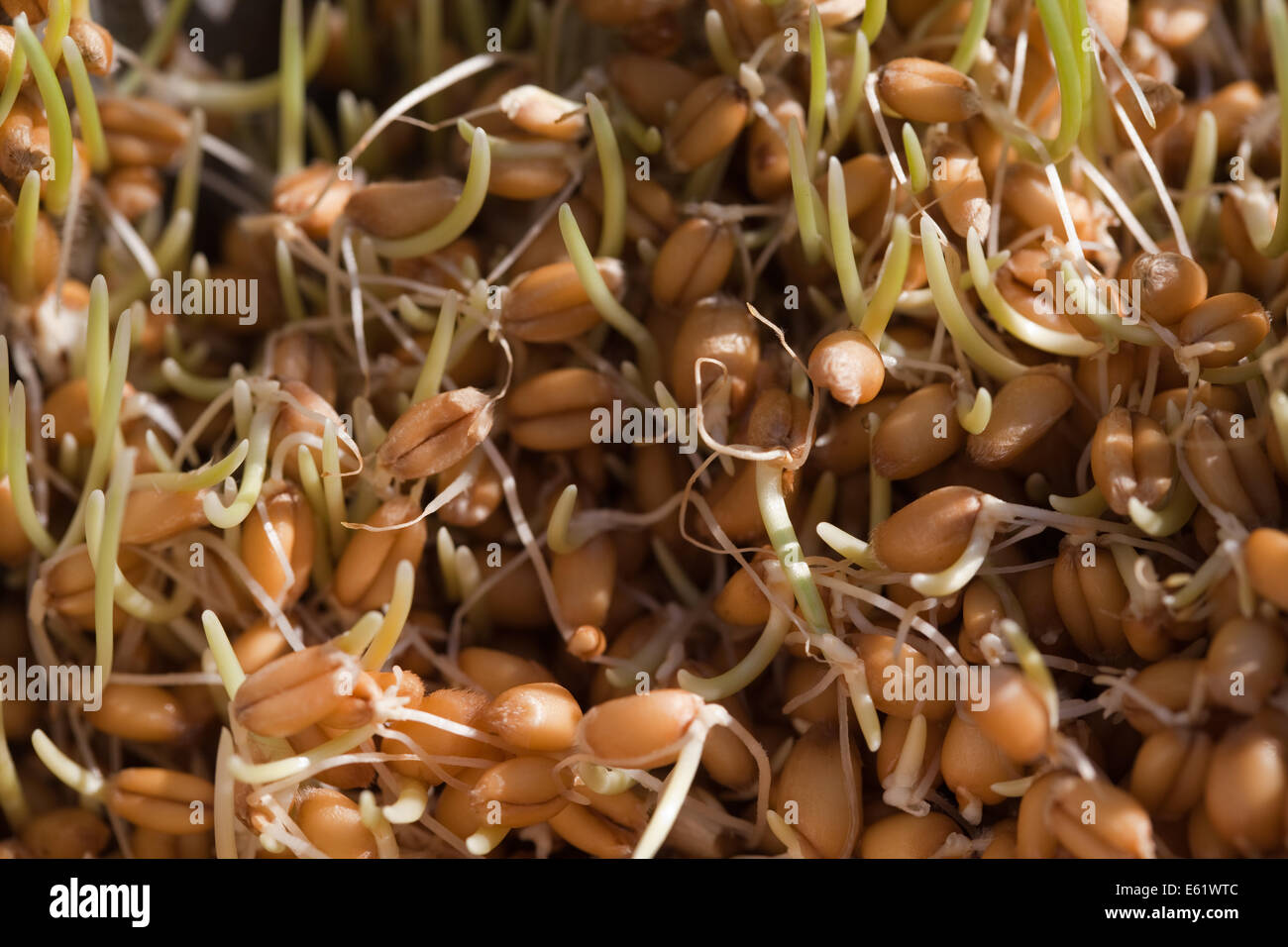 Sprouted wheat grains after hi-res stock photography and images - Alamy