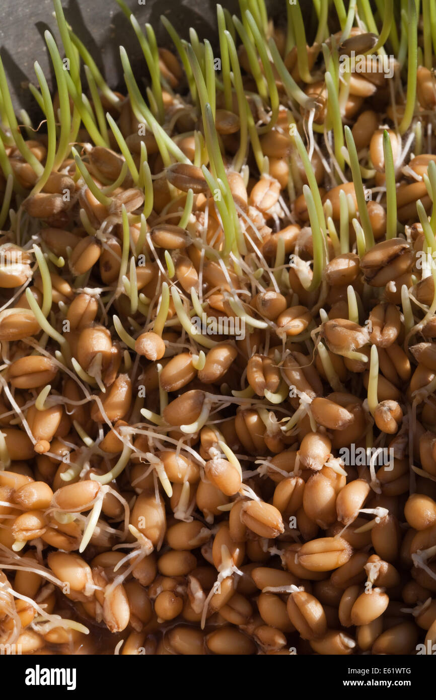 Sprouted wheat grains after hi-res stock photography and images - Alamy