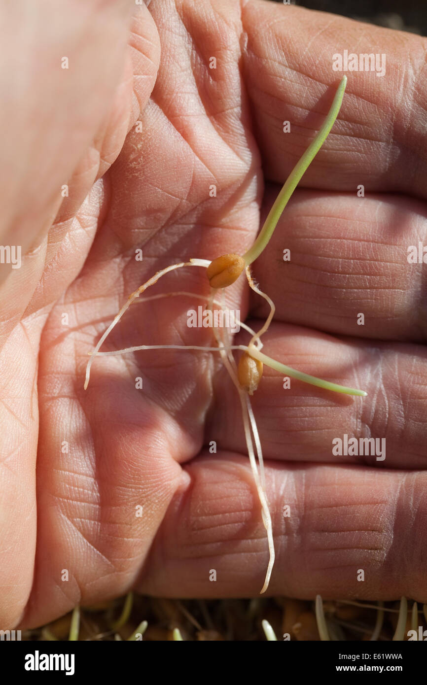 Germinating wheat seed root radicle hi-res stock photography and images ...