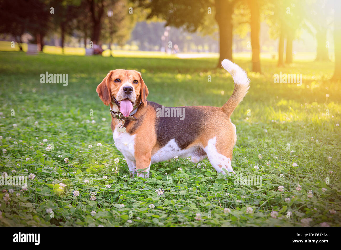 Beagle standing field hi-res stock photography and images - Alamy