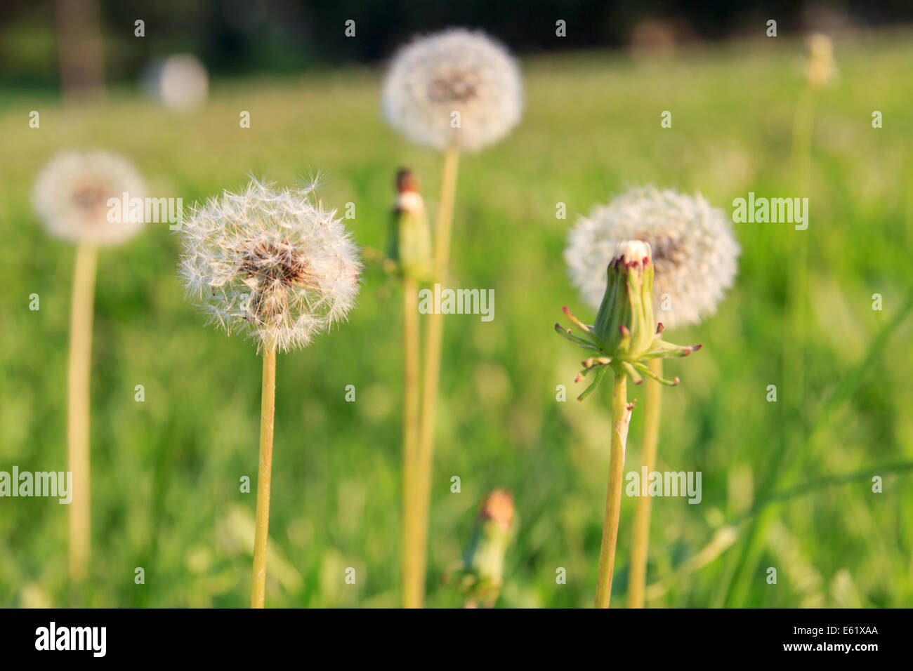 Beautiful landscape with dandelions against blur green field background ...