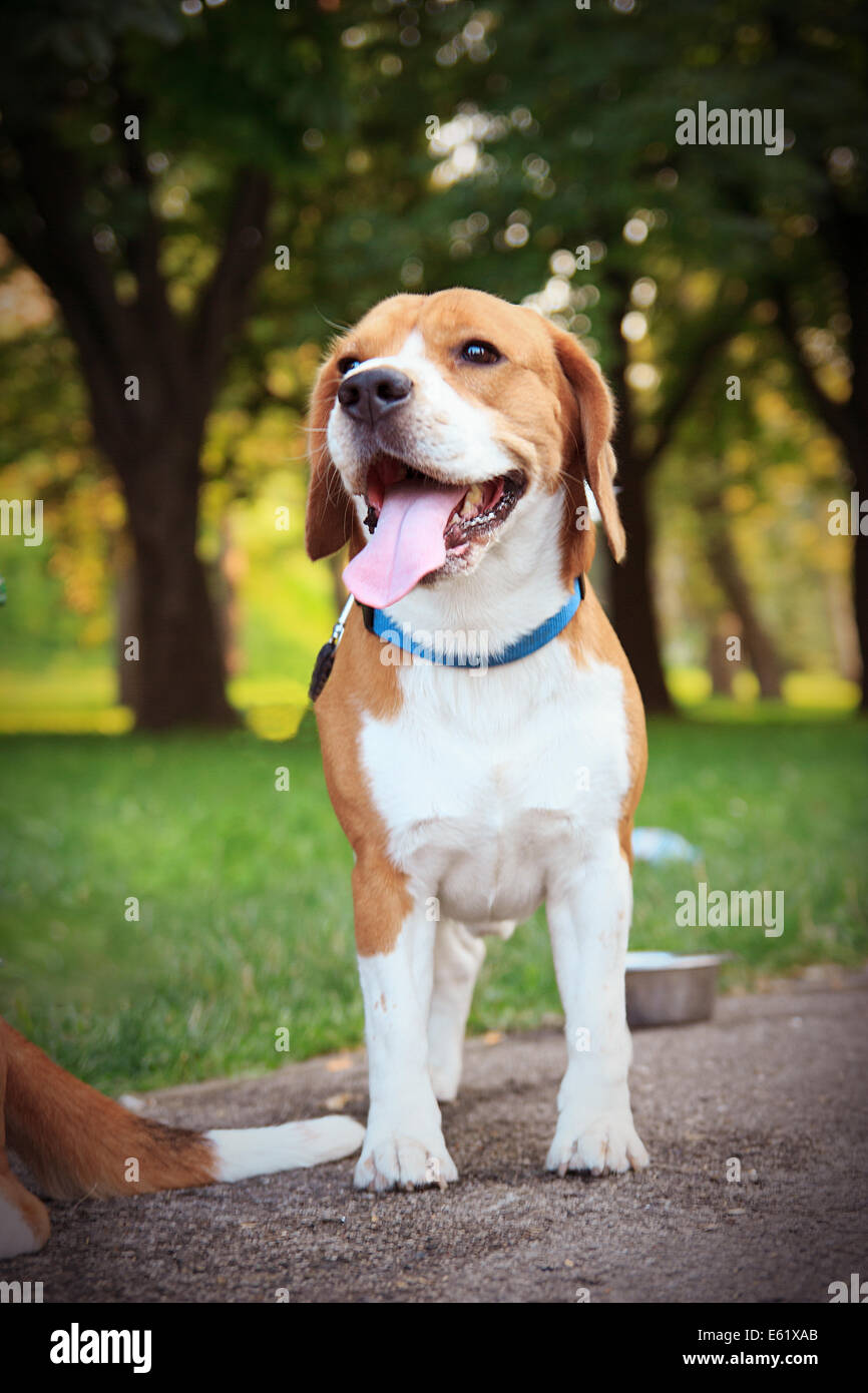 Beautiful proud beagle puppy dog playing in countryside Stock Photo - Alamy