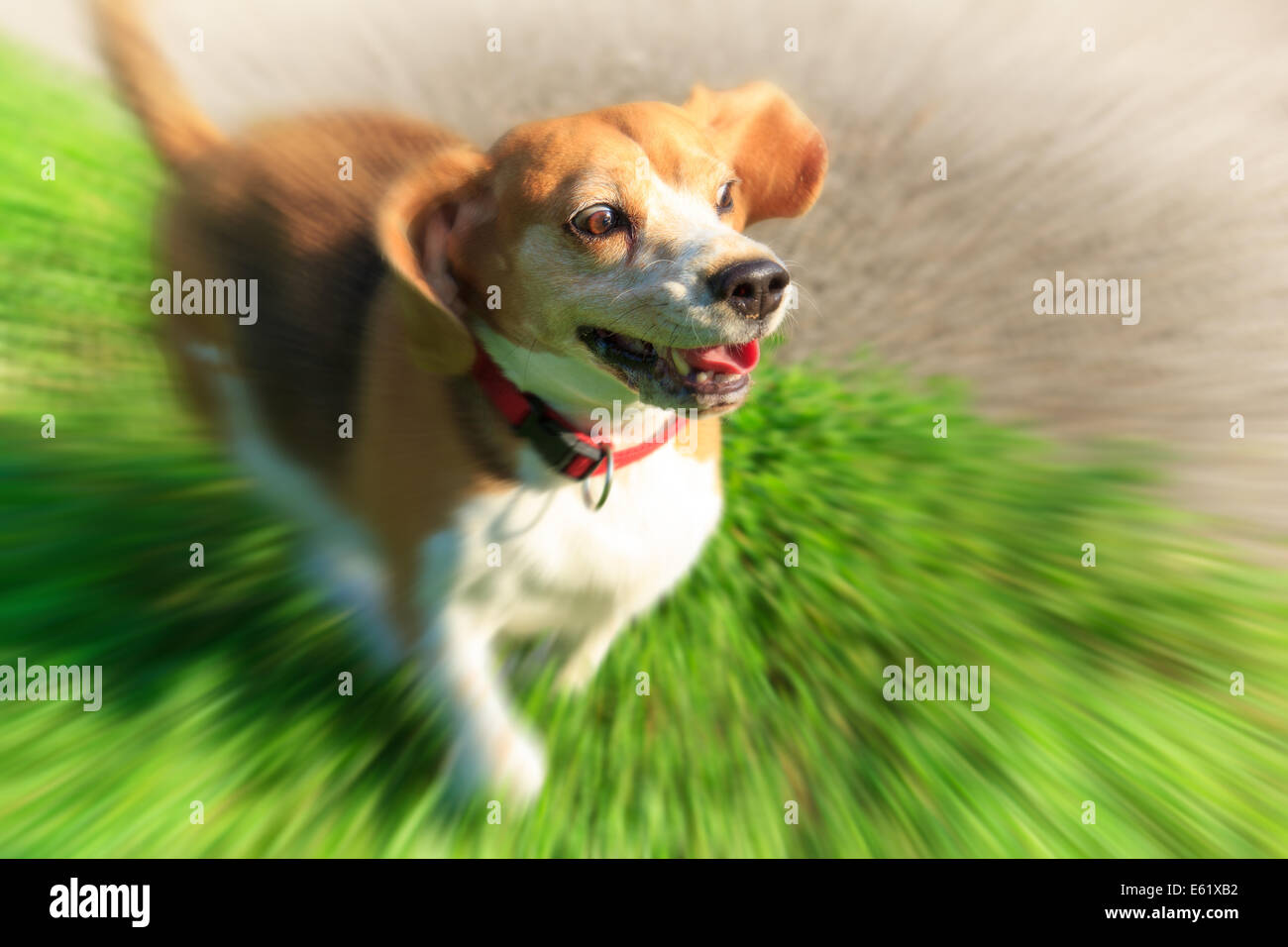 Surprised Puppy Face