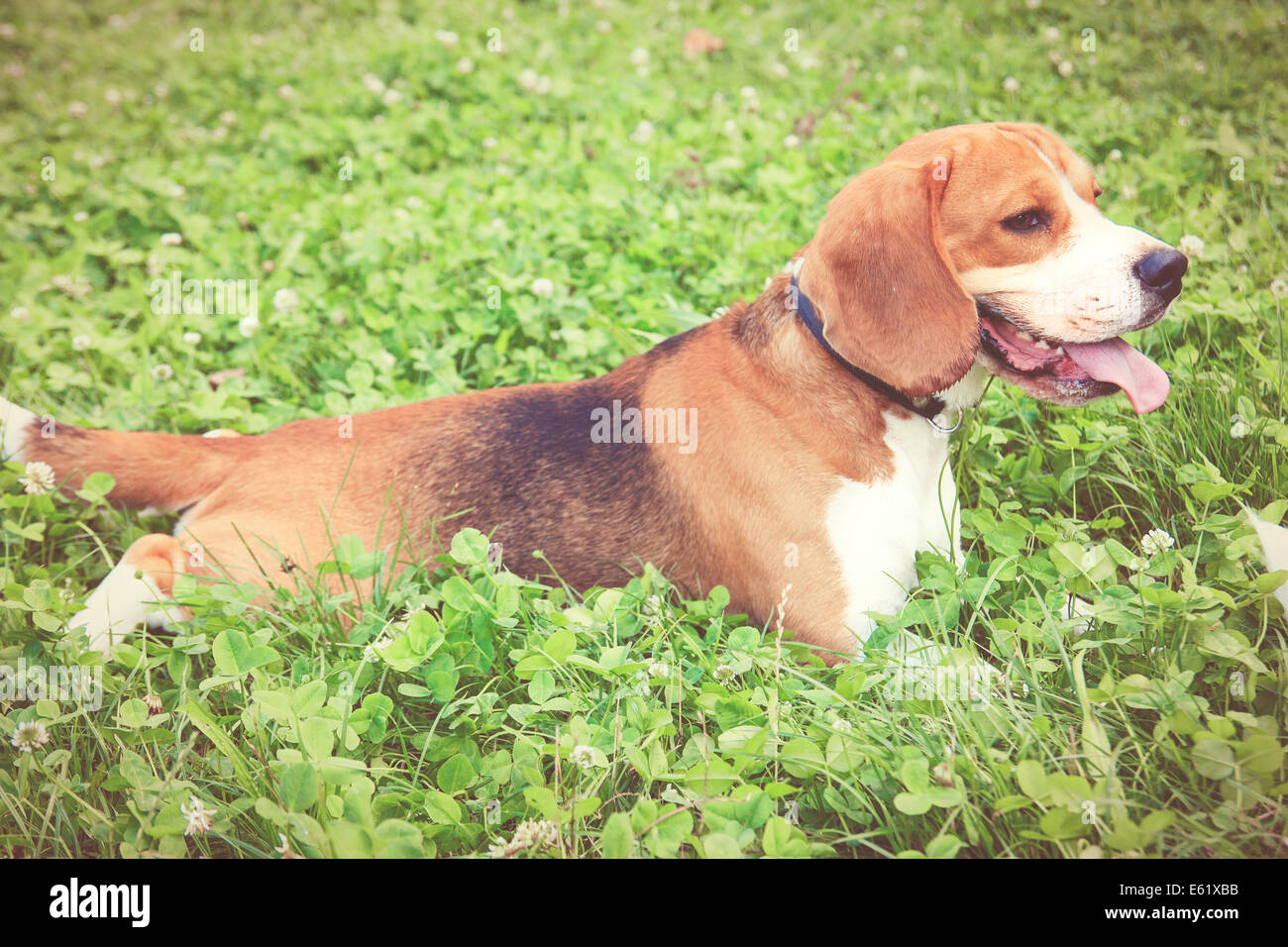Lovely beagle puppy dog lying in the green grass on he meadow Stock ...
