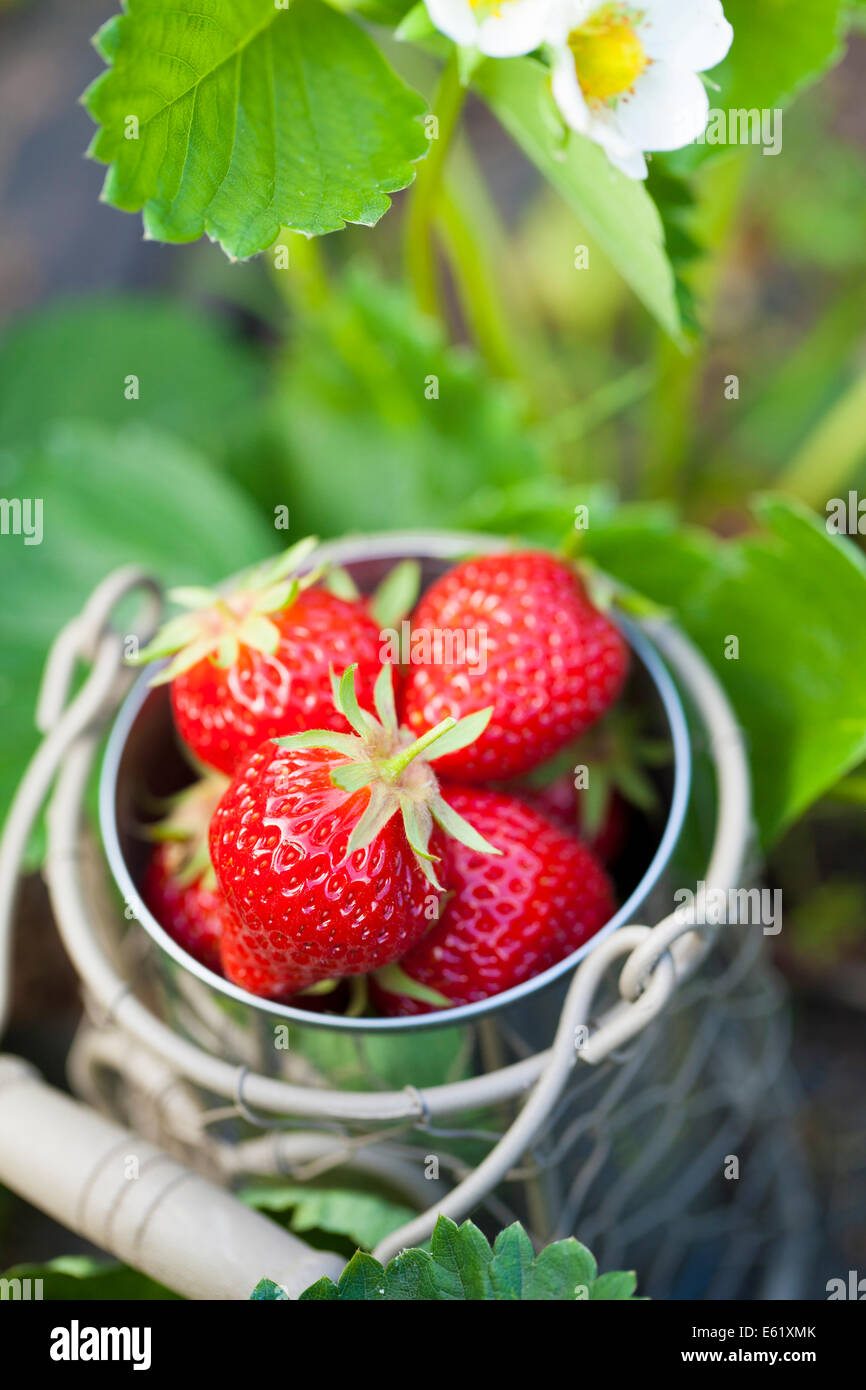 Grey strawberries hi-res stock photography and images - Alamy