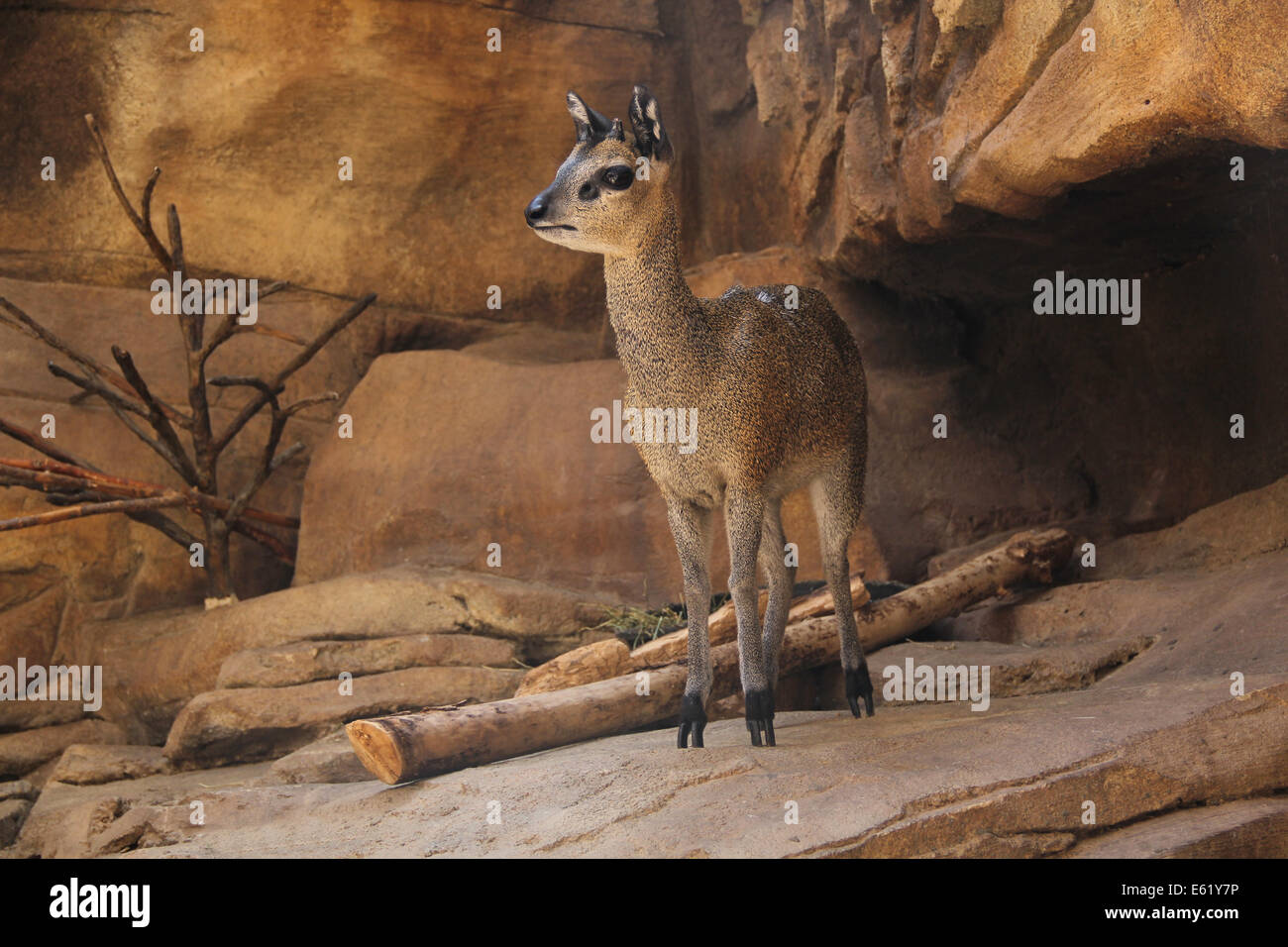 Klipspringer Standing on a Cliff Stock Photo - Alamy