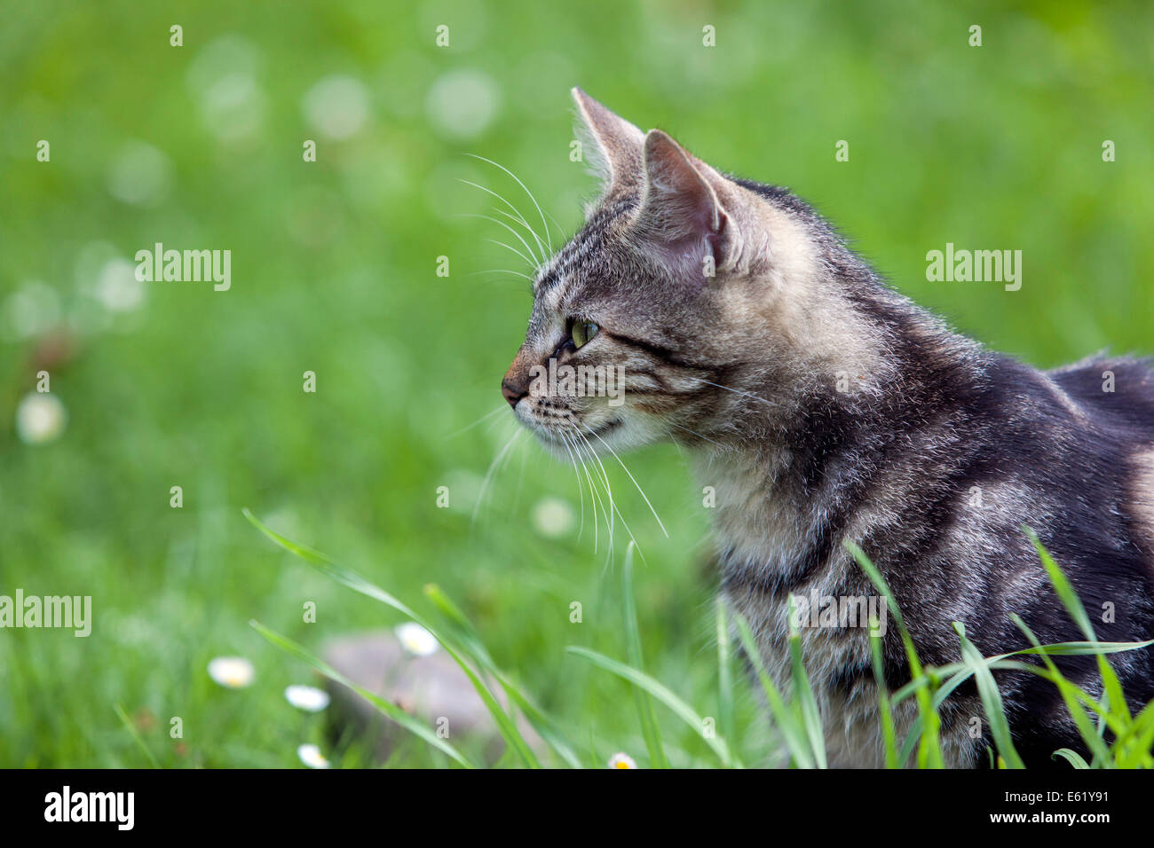 Tabby cat hunting in the garden Stock Photo - Alamy