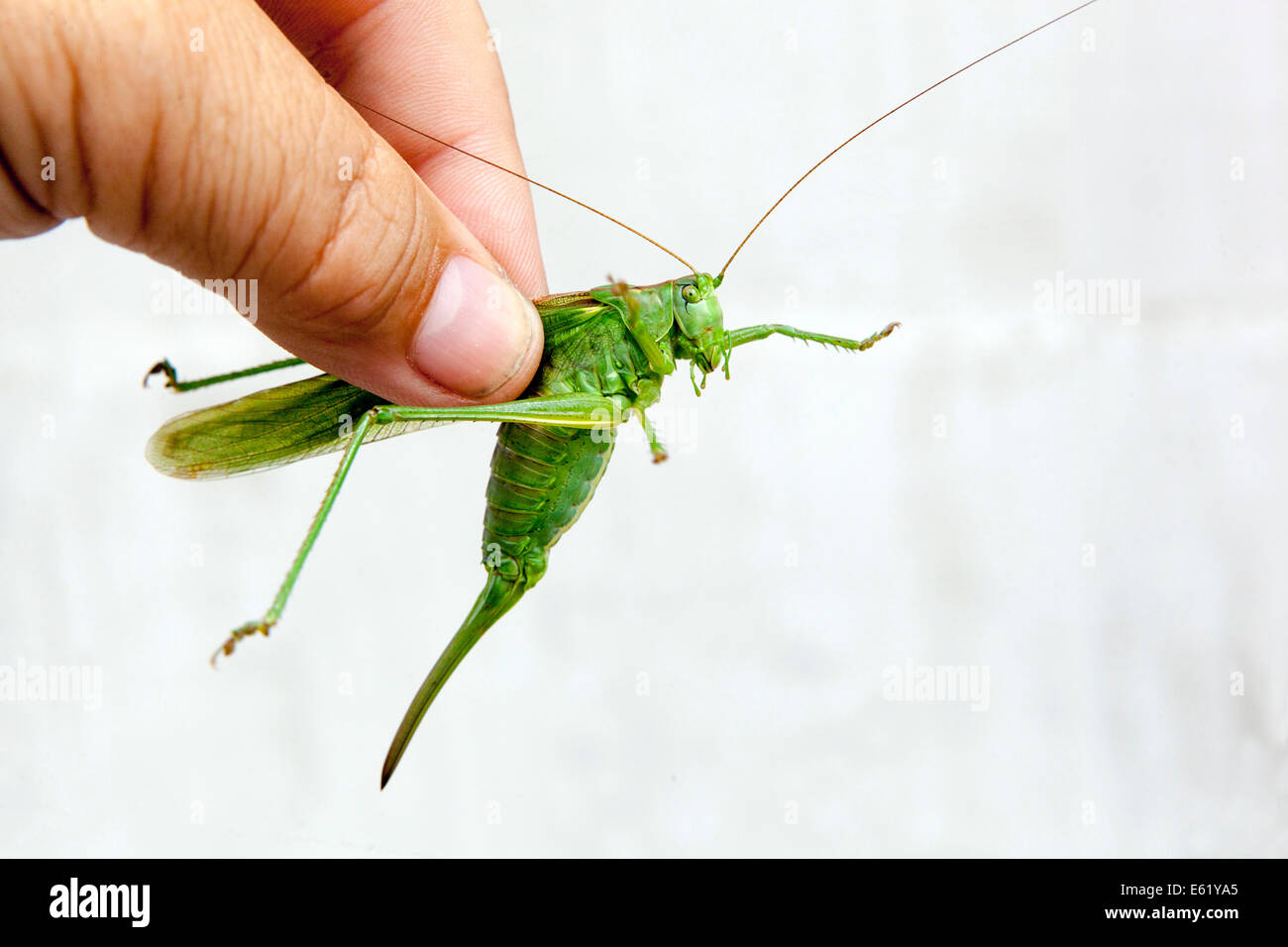 Great Green Bush Cricket Tettigonia viridissima Female held in the hand ...