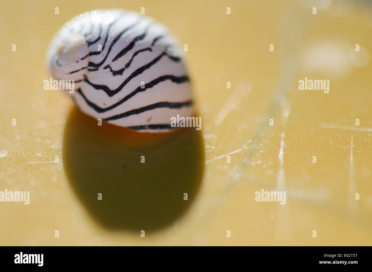 Nature table shell hi-res stock photography and images - Alamy