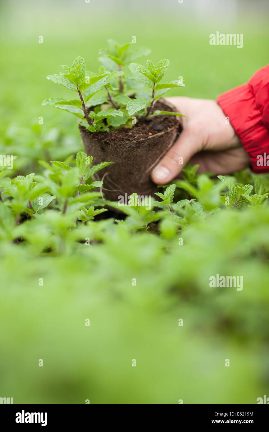 A horticultural worker tends a tomato seedling in a commercial growing ...