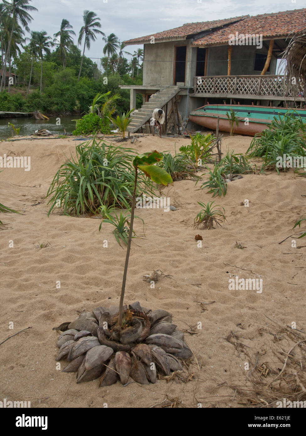 Young palm tree on beach planted in reforestation programme after ...