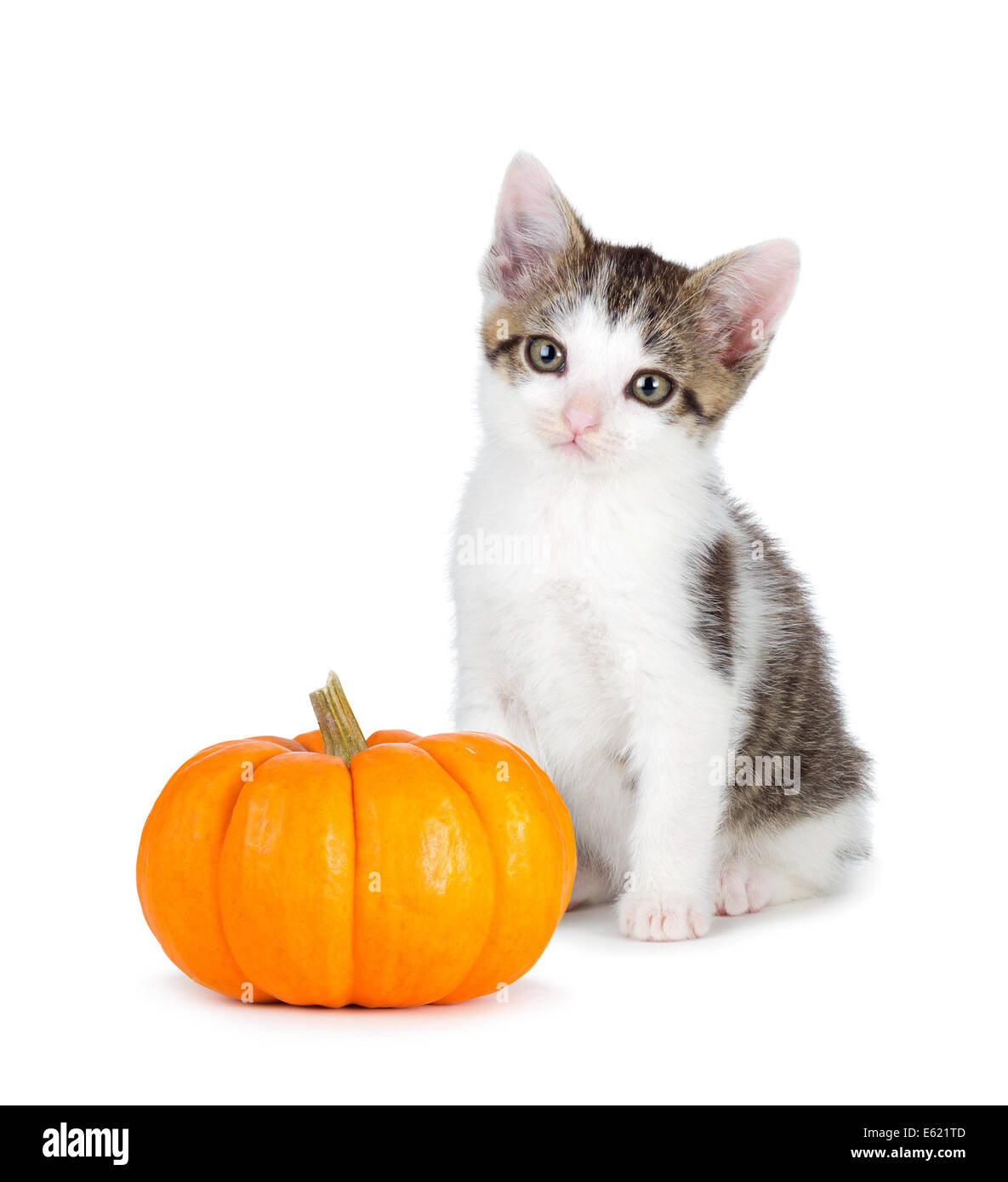 Cute kitten with a mini pumpkin isolated on a white background Stock ...