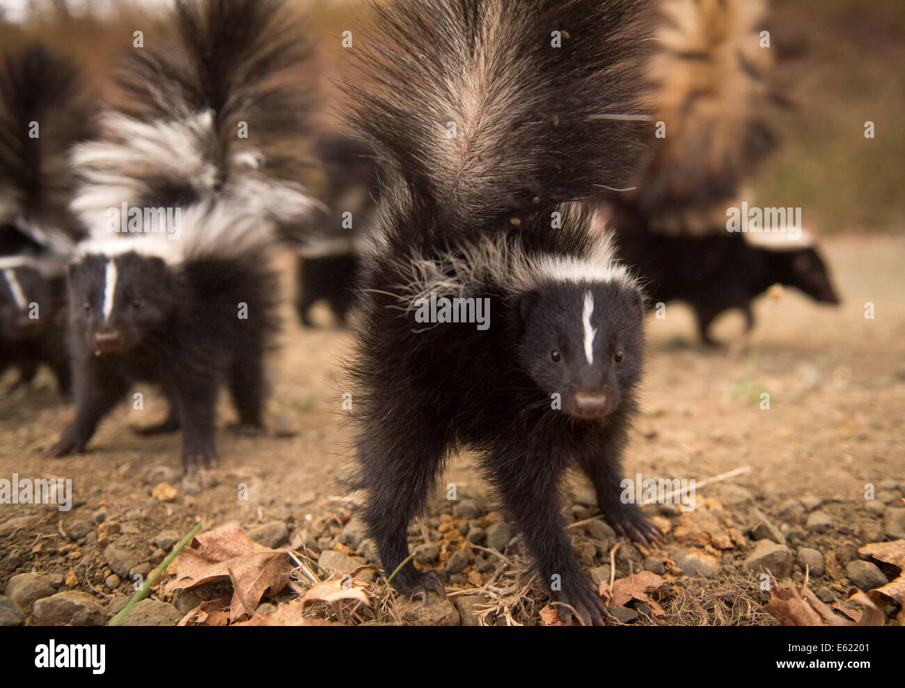 Elkton, Oregon, USA. 11th Aug, 2014. A family group of young skunks ...